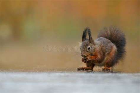 Red Squirrel In A Forest Stock Image Image Of Green 332674839