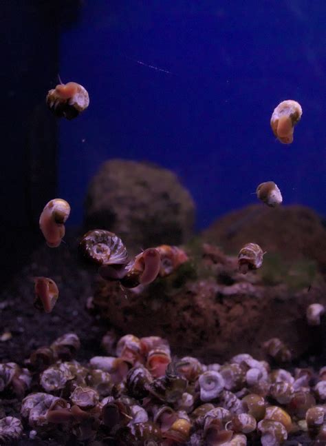 Ramshorn Snail Care Guide All About The Planorbidae The Shrimp Farm