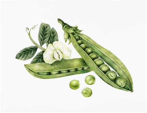 Hand Drawn Sketch Of Peas Free Photo Illustration Rawpixel Hand Drawn Sketch Of Peas Free Photo Illustration Rawpixel