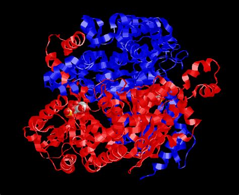 Phosphoglucose Isomerase
