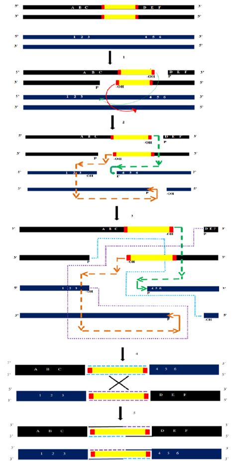 Schematic Representation Of Replicative Transposition Between Linear