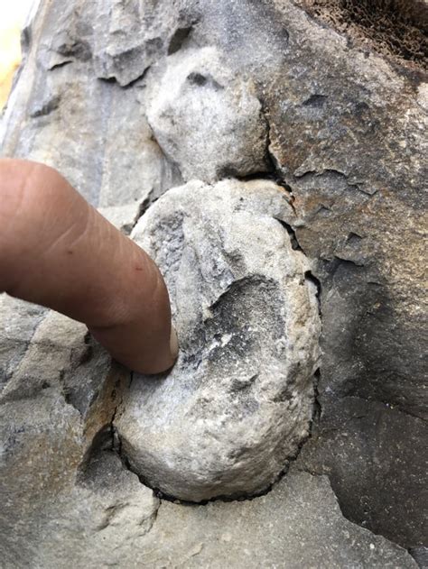 Concretion Or Cast R Fossilid