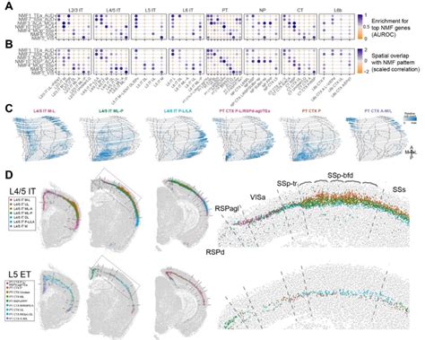 the composition of cell types is distinct across cortical areas