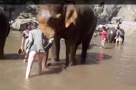 Grumpy Elephant Launches Woman Into Midair In Shocking Footage After