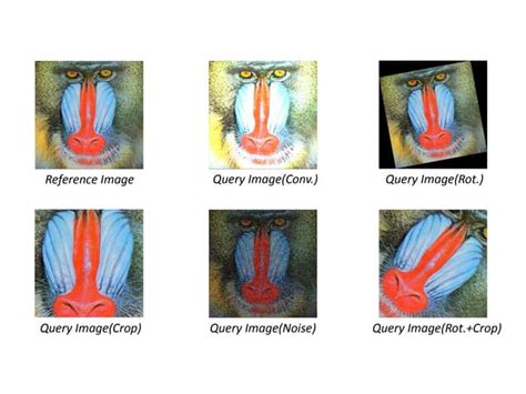 sparse representation in image and video copy detection pdf photo