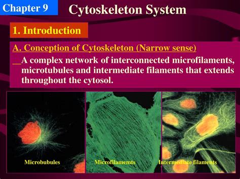 Ppt Cytoskeleton System Powerpoint Presentation Free Download Id