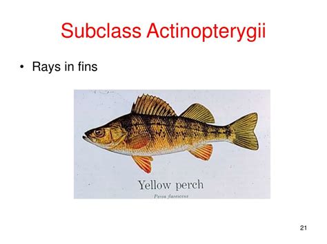 Ppt Phylum Chordata Powerpoint Presentation Free Download Id5423577