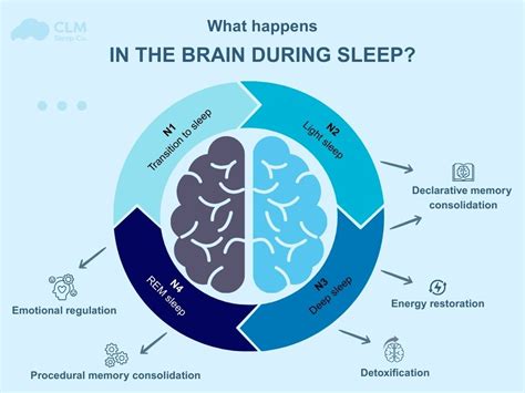 Light Sleep Explained What It Is How Much You Need