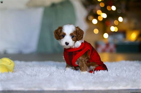 Archie Cavapoo Puppy For Sale In Ohio