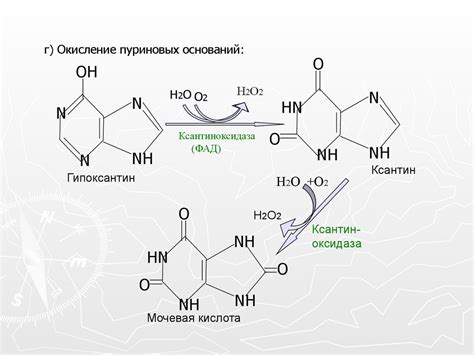 Биохимия витаминов. Водорастворимые витамины. (Лекция 21) - презентация ...