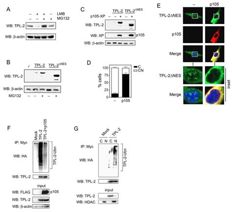Tpl 2 Is Degraded In The Nucleus A Hek293t Cells Transfected With