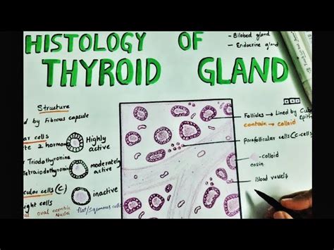 Histology Of Thyroid Gland Youtube Histology Of Human Thyroid Gland