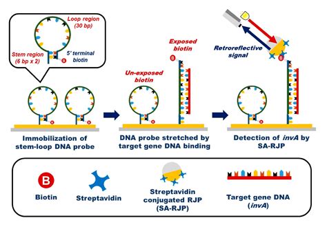 Biosensors Free Full Text Optical Biosensors And Their Applications