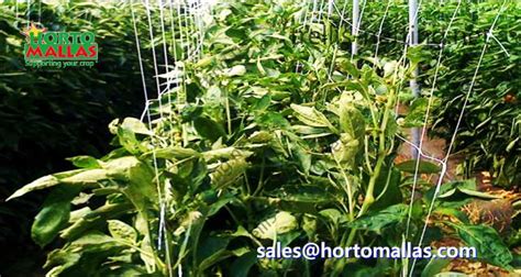 Trellis Netting Picture Gallery See Pictures Of How To Use Tutoring And Training Net