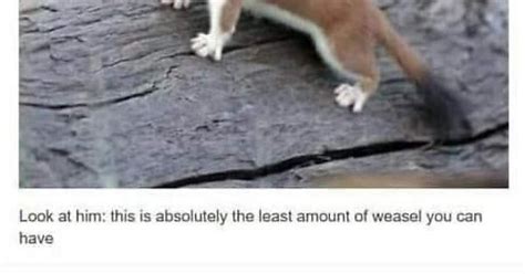 Meet The Basilisk Slayer Album On Imgur