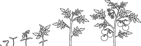 색칠하기 페이지 토마토 식물의 수명 주기 흰색 배경에 고립 된 토마토와 꽃과 열매 식물에 씨앗에서 성장 단계 토마토 식물에 대한 스톡 벡터 아트 및 기타 이미지 Istock