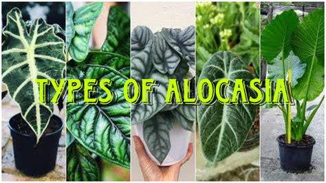 Types Of Alocasia Myindoorplants Myindoorplants