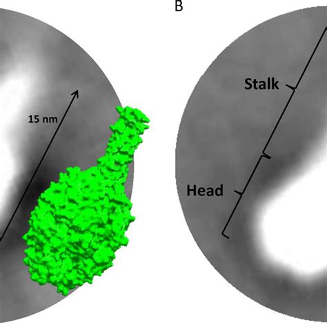 Superimposition Of Representative Averaged Electron Micrograph Images