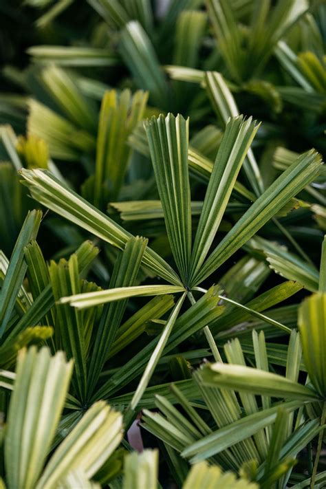 Australian Fan Palm Licuala Ramsayi The Palms Sydney