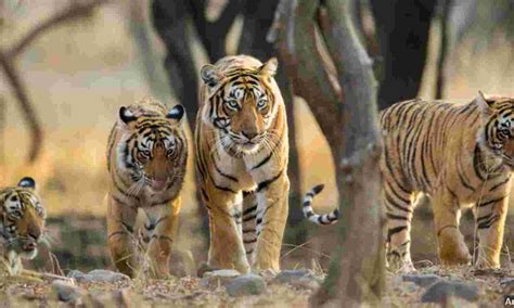 Indias Tiger Population Reaches 3925 With 61 Annual Growth Rate