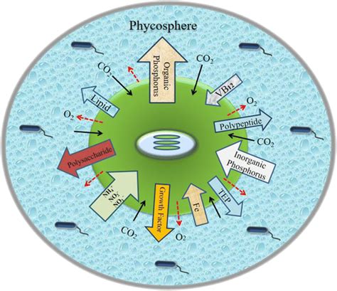Nutritional Interactions Between Algae Bacteria In Natural Water And Download Scientific