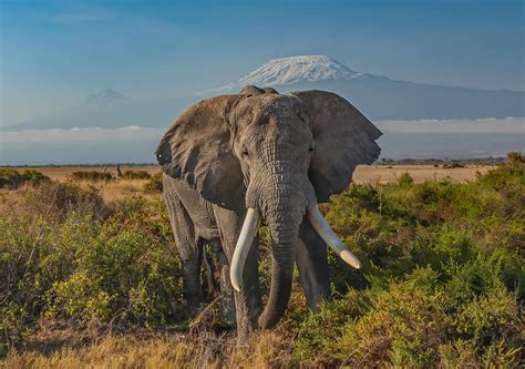 Amboseli National Park Kilimanjaro Views Osero Nomads