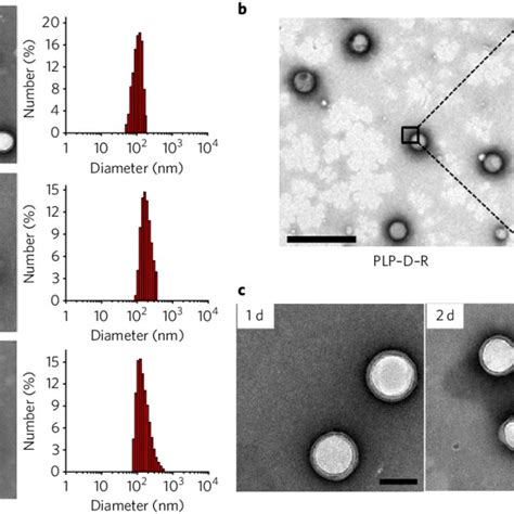 Characterization Of Nanoparticles A Representative Tem Images