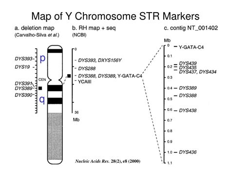 ppt y chromosome dna variation monitored by snp and str analysis