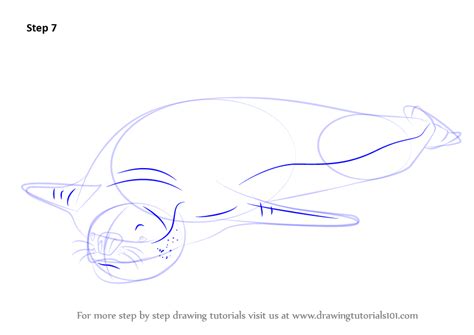 How To Draw A Leopard Seal Seals Step By Step