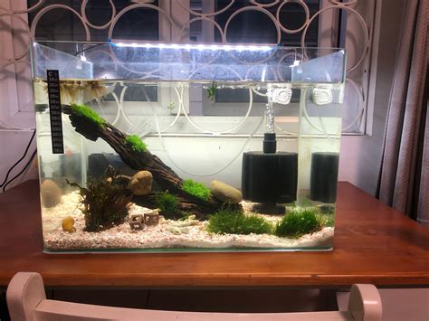 424 Best Pea Puffer Images On Pholder Aquariums Planted Tank And Pea