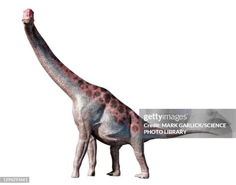 Argentinosaurus Vs Brachiosaurus