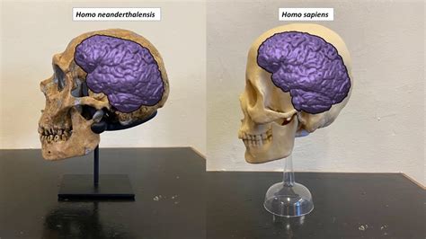 Differences Between Neanderthals And Humans