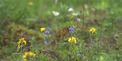 Sexual Conflict A Key To Sustaining Biodiversity
