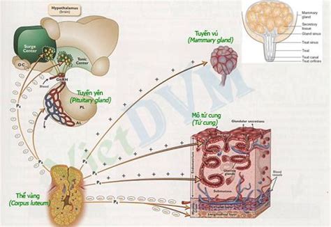 Ng D Ng Hormone Sinh S N Trong Qu N L V T Ng N Ng Su T N N I P Th C N Ch N Nu I