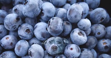 ადამიანთა უმეტესობა ვერ ხედავს რა იმალება კენკრას შორის გამოსცადეთ საკუთარი ძალები