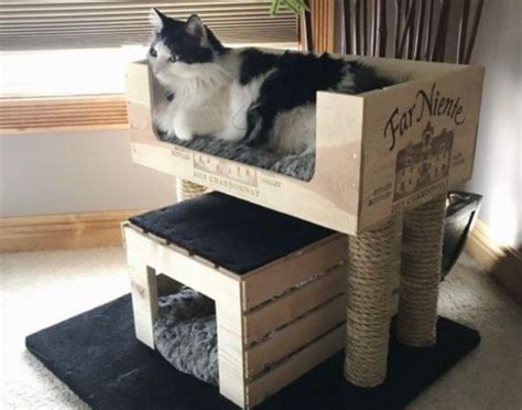 Unleash Your Inner Cat Whisperer Pro Tips And Hacks For A Happy Kitty Avocadoposts