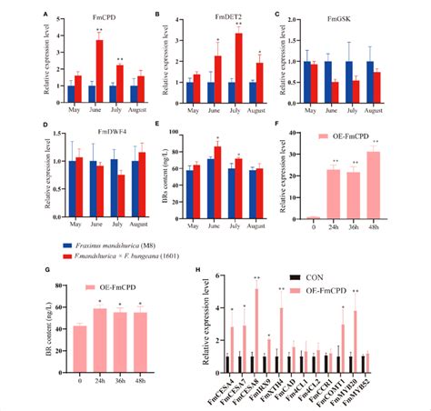 Brassinosteroids BRs Affected The Xylem Development Of Fraxinus