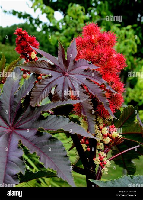 What Is A Castor Bean Plant At Shirley Vining Blog
