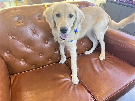 평택강아지무료분양 비전동강아지무료분양 평택골든리트리버무료분양 비전동골든리트리버무료분양 평택 2022 0077 골든리트리버 쿠키 책임분양 강아지무료분양 고양이무료분양