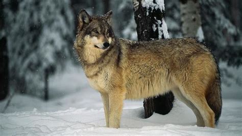 Gray Wolf Alchetron The Free Social Encyclopedia