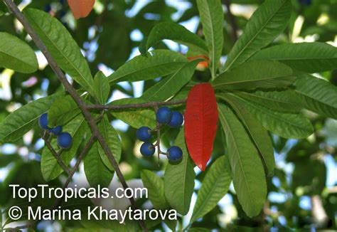 Elaeocarpus Sp Bead Tree Top Tropicals Plant Encyclopedia