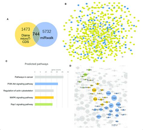 Target Genes Prediction And Network Construction A Venn Diagram Of Download Scientific