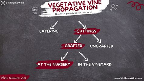 Unearthing Vegetative Vine Propagation Cuttings And Layering