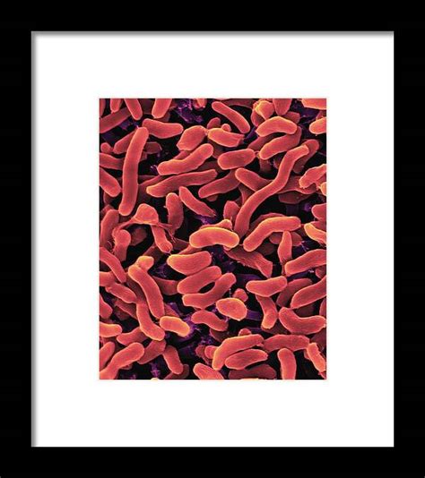 Halophilic Bacteria