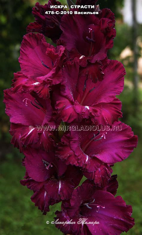 гладиолус Искра Страсти - mirgladiolus.ru © Лазаревич Тамара МИР ...
