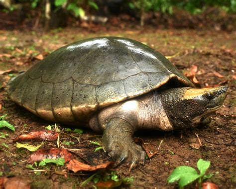 Happy National Hicatee Day Turtle Survival Alliance