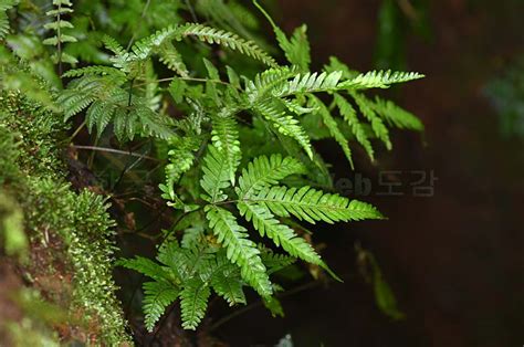 고사리식물 오름깃고사리