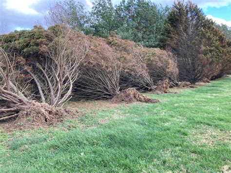 Kristi Cornett On Linkedin Software School React Softwaredeveloper Trees Tennessee Learning