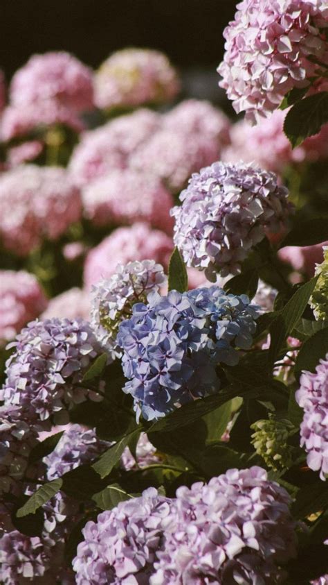 How To Identify The Type Of Hydrangea And Know When To Prune Growing