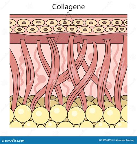Collagen Protein Structure Diagram Medical Science Stock Illustration Illustration Of Colorful
